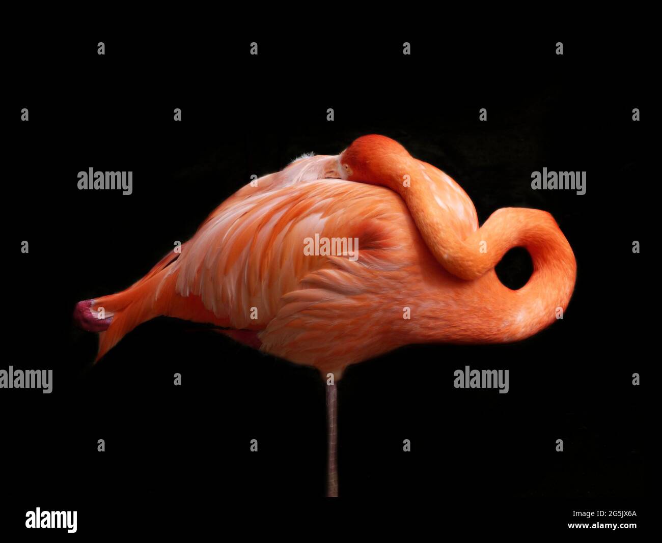 Flamant gris Banque de photographies et d’images à haute résolution - Alamy