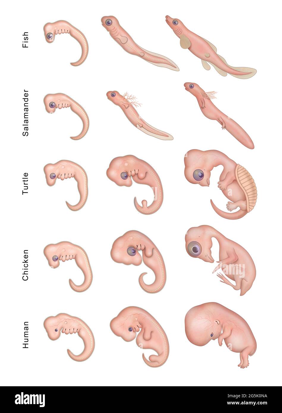 Embryologie amphibiens Banque de photographies et d’images à haute ...