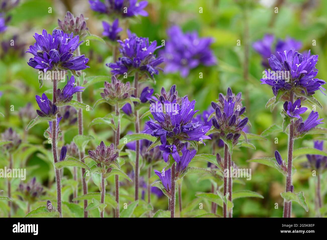 Fleur en grappe Banque de photographies et d’images à haute résolution ...