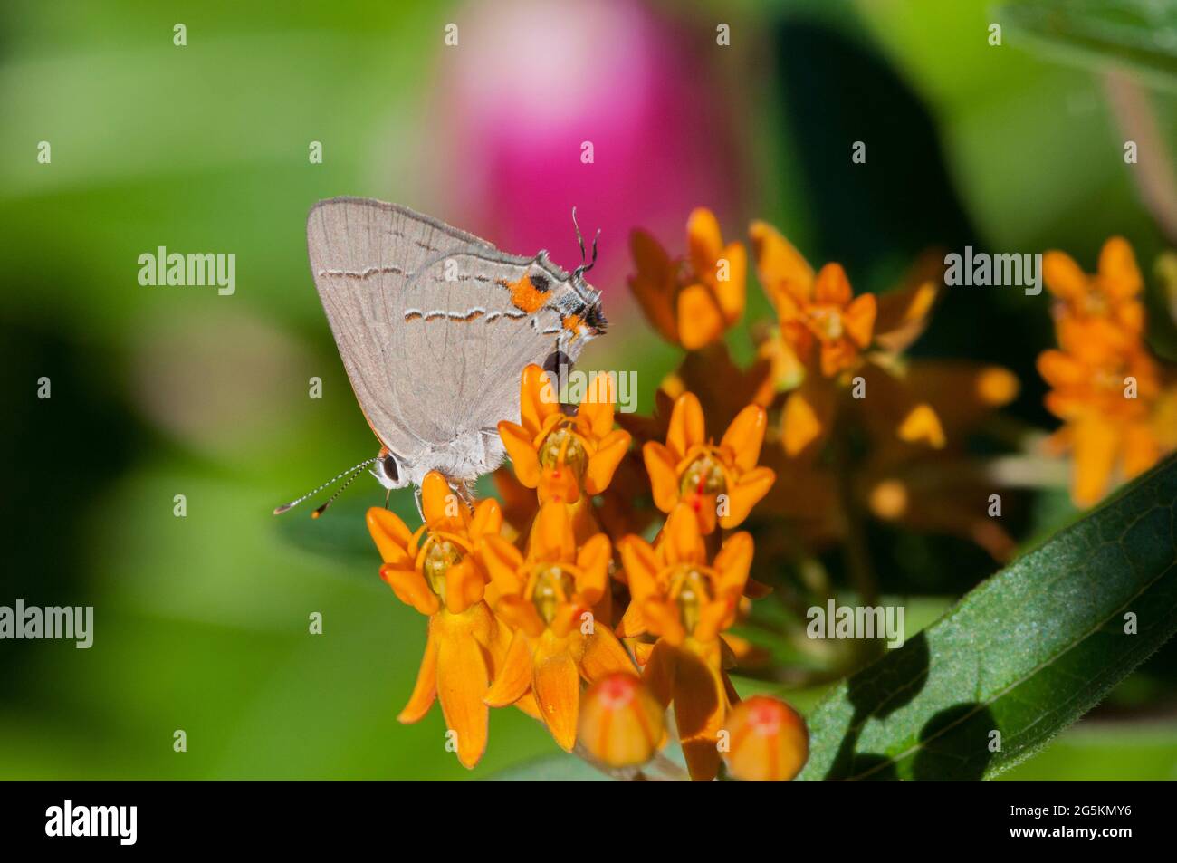 Papillon gris orange Banque de photographies et d’images à haute ...