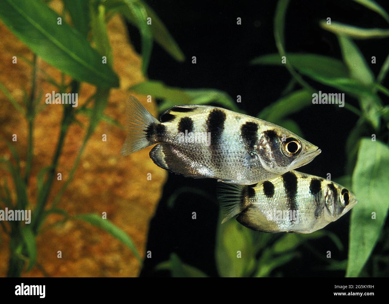Poisson archer bagué Banque de photographies et d’images à haute ...