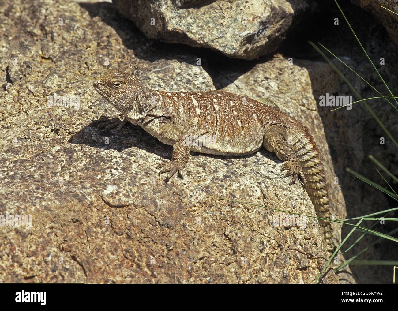 Lézard arabe à queue épineuse Banque de photographies et d’images à ...