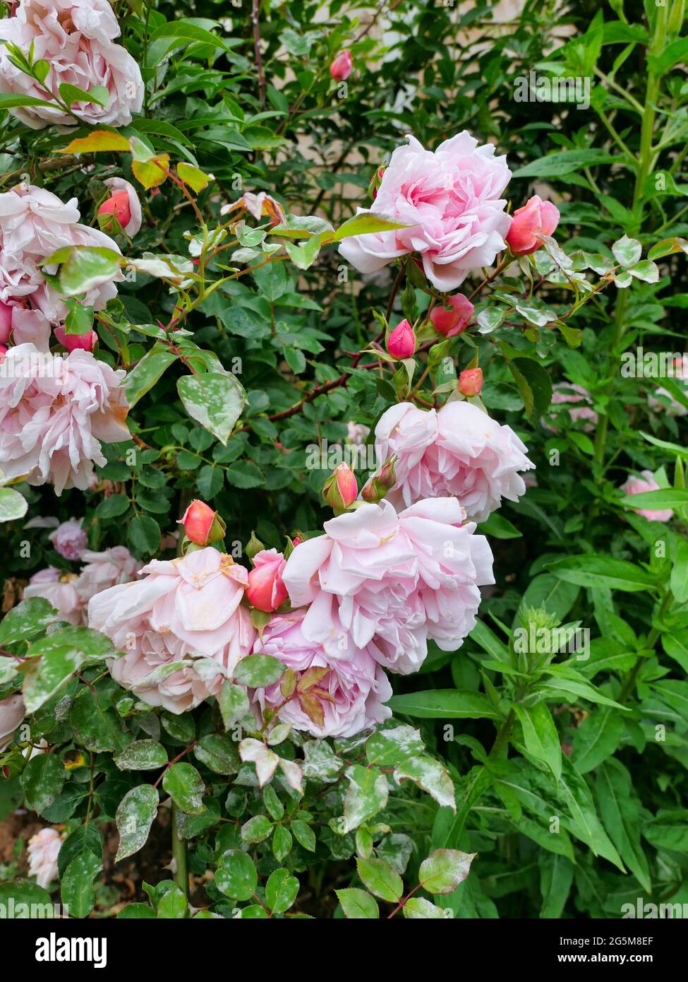 Rosa albertine Banque de photographies et d’images à haute résolution ...