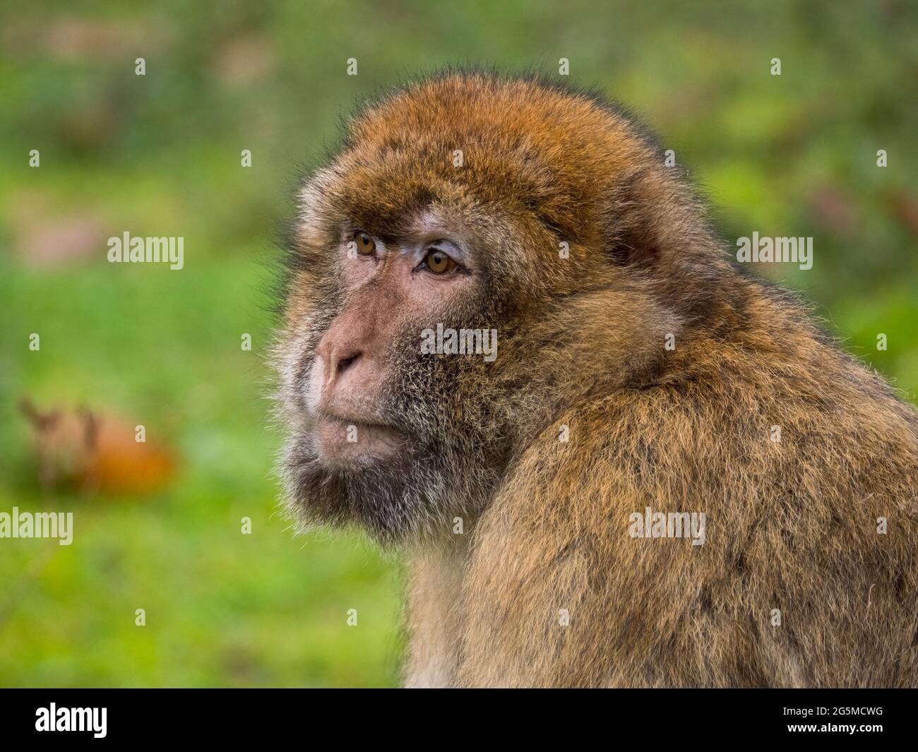 Un macaque de barbarie Banque de photographies et d’images à haute ...