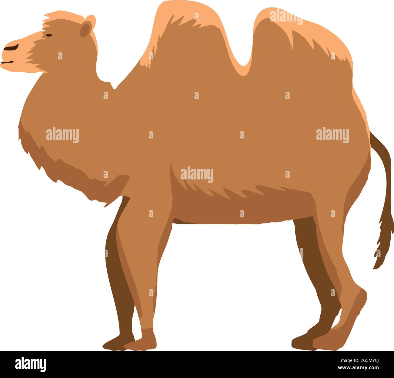 Animal animaux dromadaire zoo Banque d'images vectorielles - Alamy