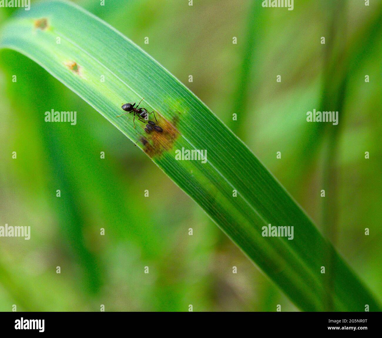 Relation plante insecte Banque de photographies et d’images à haute ...