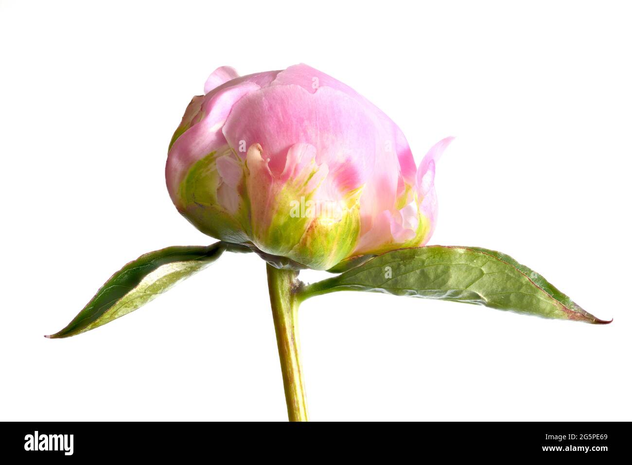 Fleurs roses spectaculaires Banque d'images détourées - Alamy