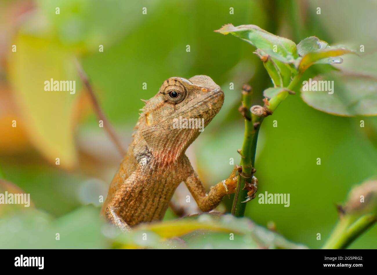 Gecko sur un arbre Banque de photographies et d’images à haute ...