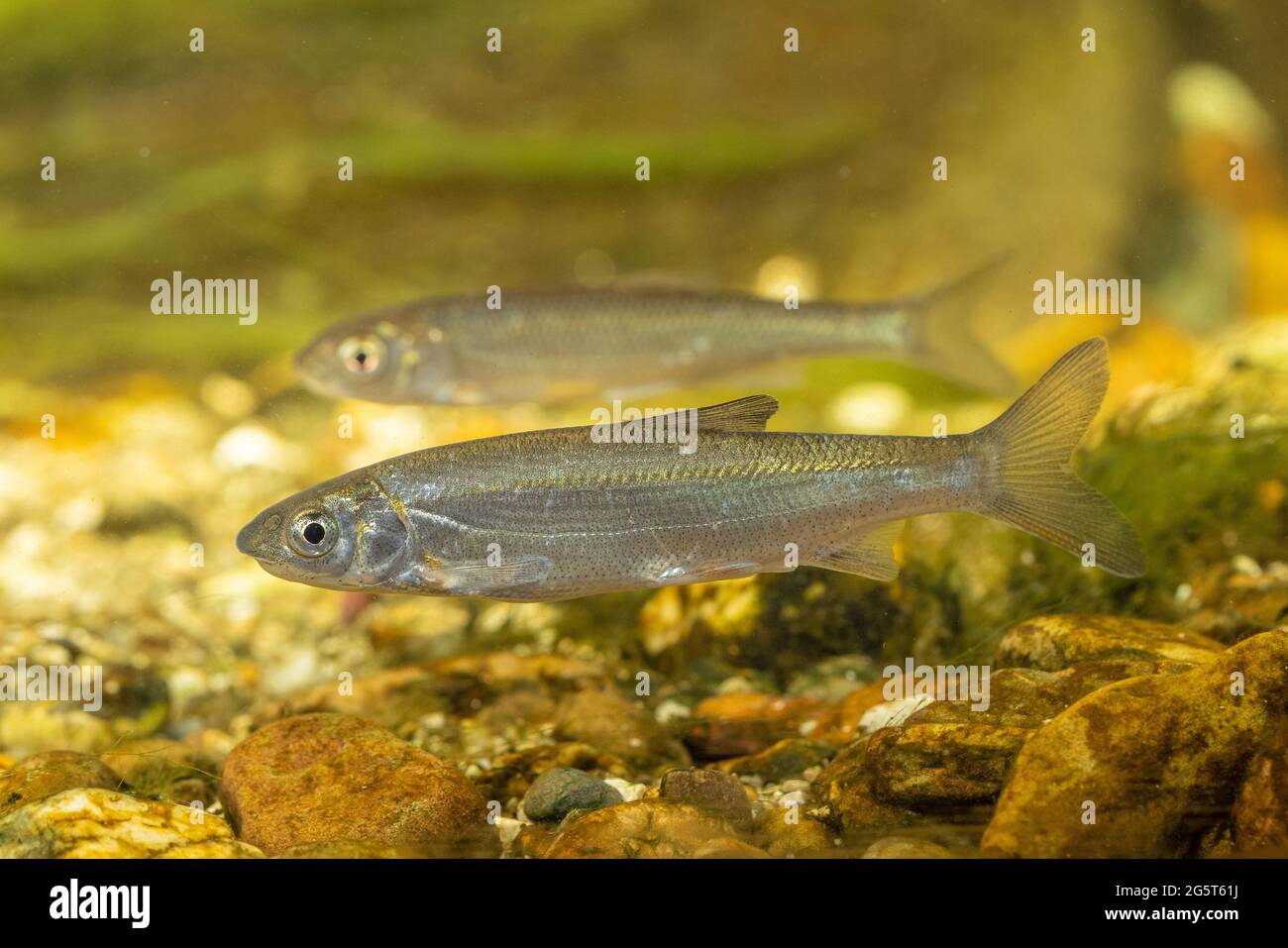 Un animal photos Banque de photographies et d’images à haute résolution ...