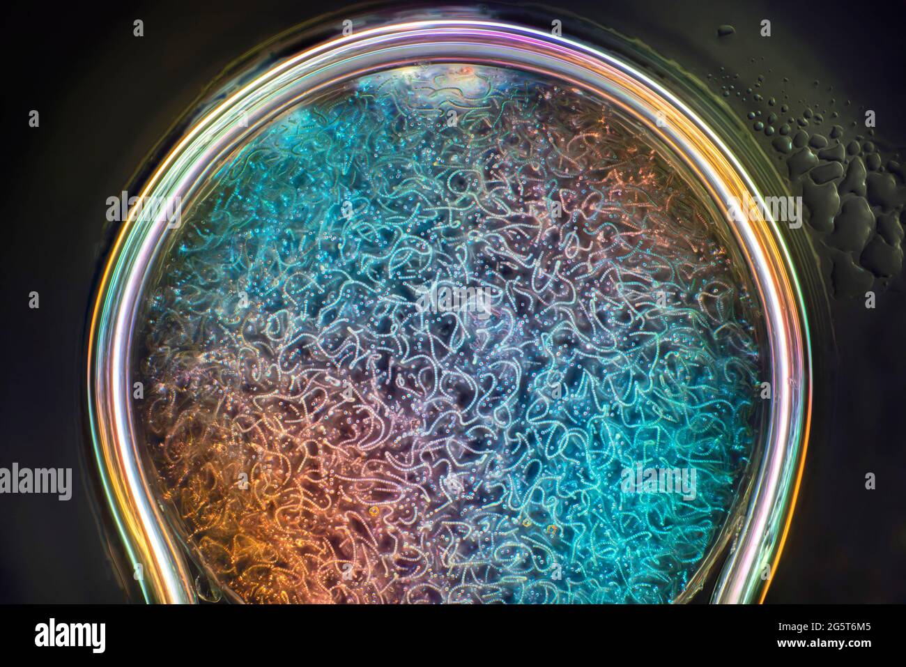 Cyanobacteria microscope Banque de photographies et d’images à haute ...