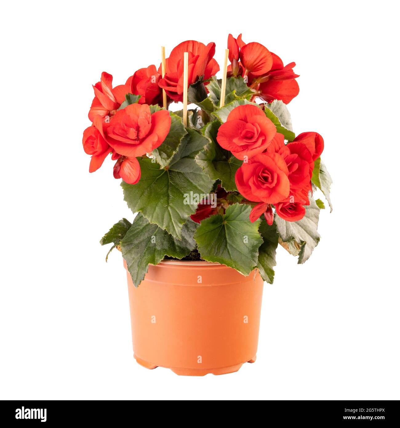 Begonia begonia elatior begoniaceae Banque d'images détourées - Alamy
