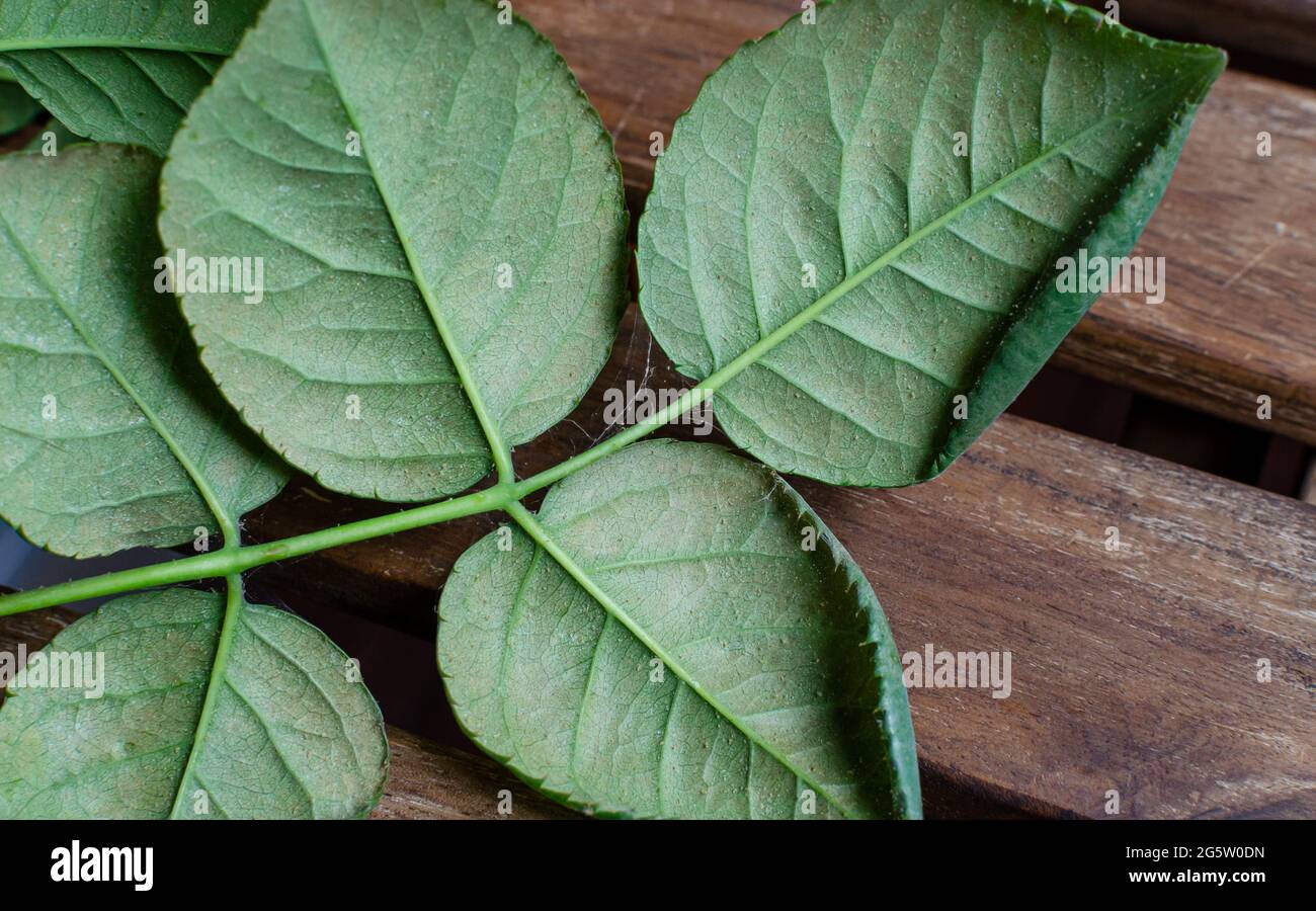 Stade initial de la maladie de la rose - les feuilles et les fleurs ...