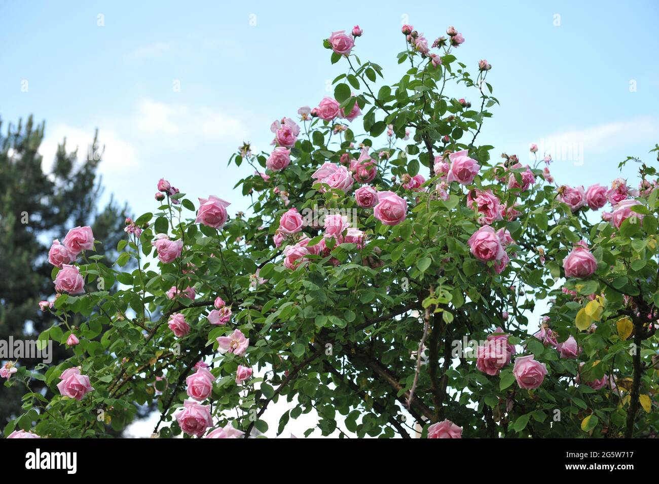 Climbing rose plant Banque de photographies et d’images à haute ...