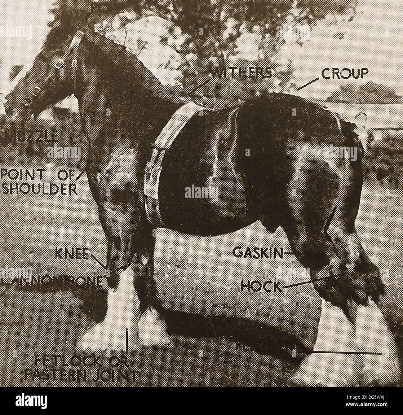 Une photo imprimée tôt d'un cheval de Shire anglais montrant des termes ...