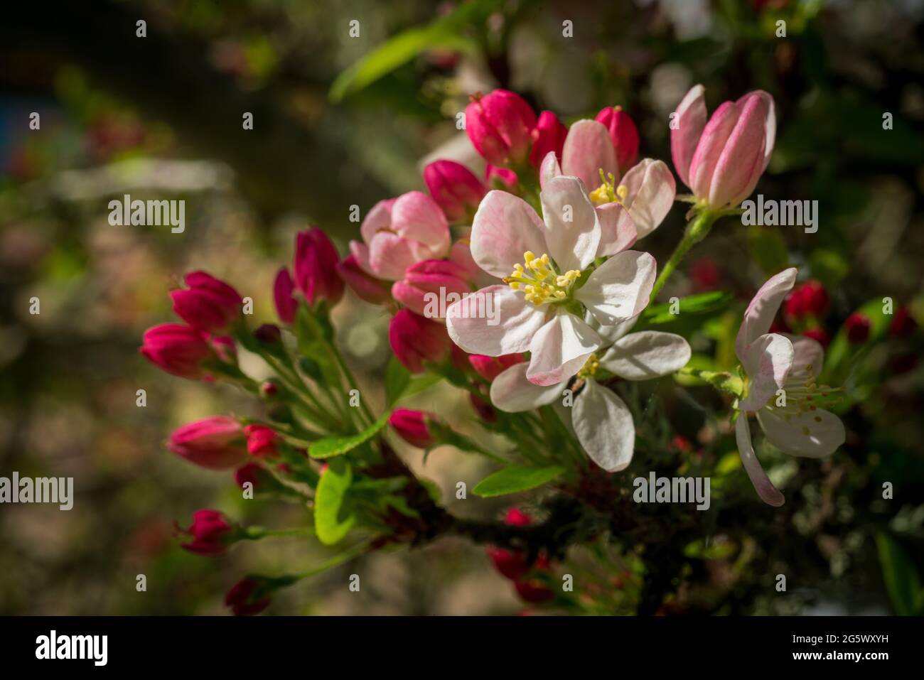 Fleurs de cerisier sauvages Banque de photographies et d’images à haute ...