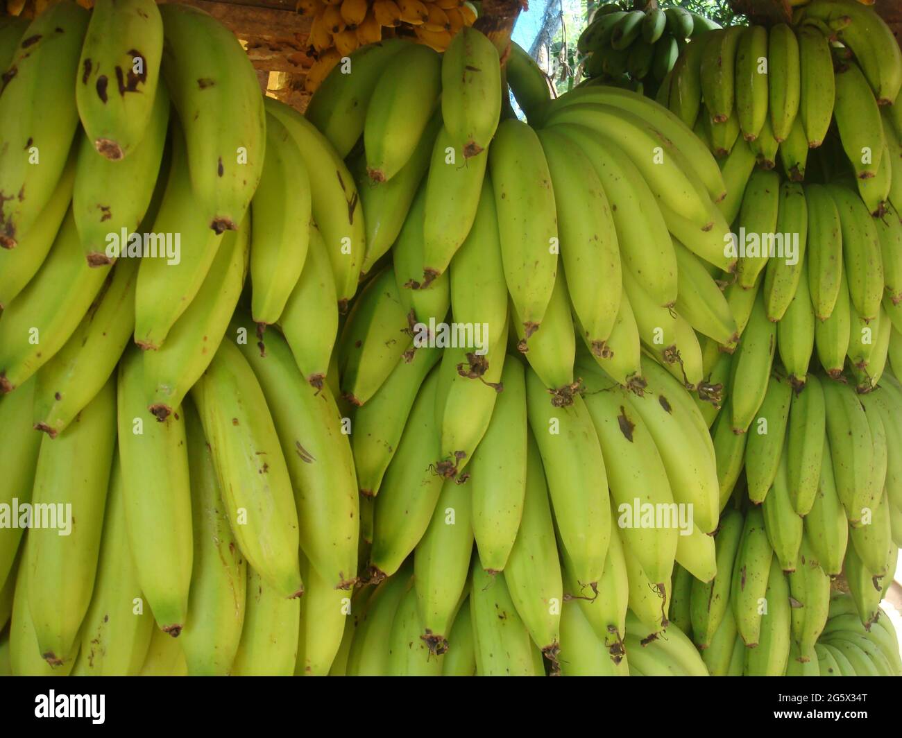 Bananes dans une cabine de fruits et légumes au Sri Lanka Photo Stock ...
