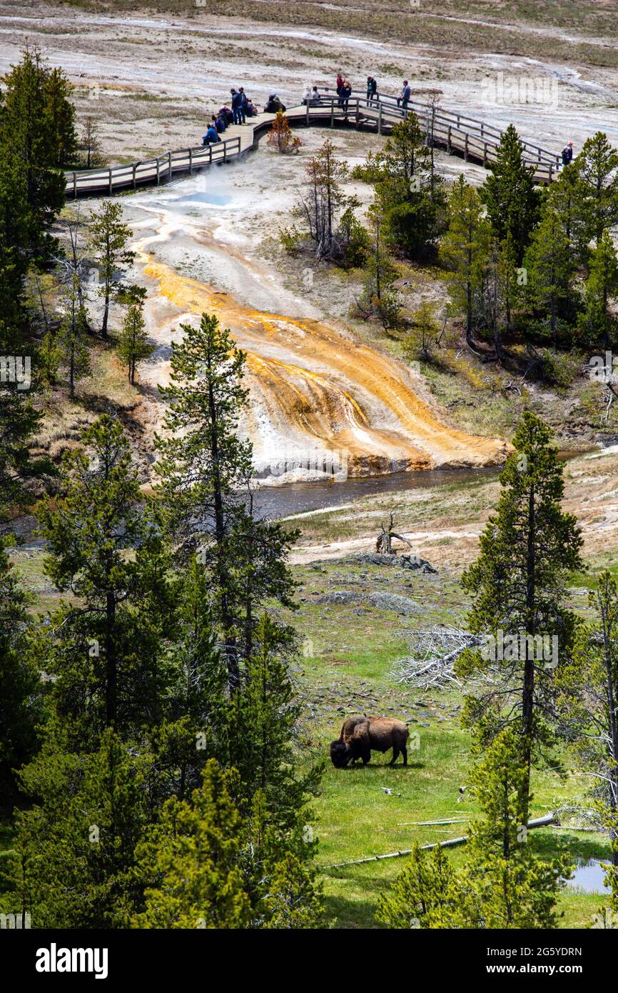 Bison dans la rivière Banque de photographies et d’images à haute ...
