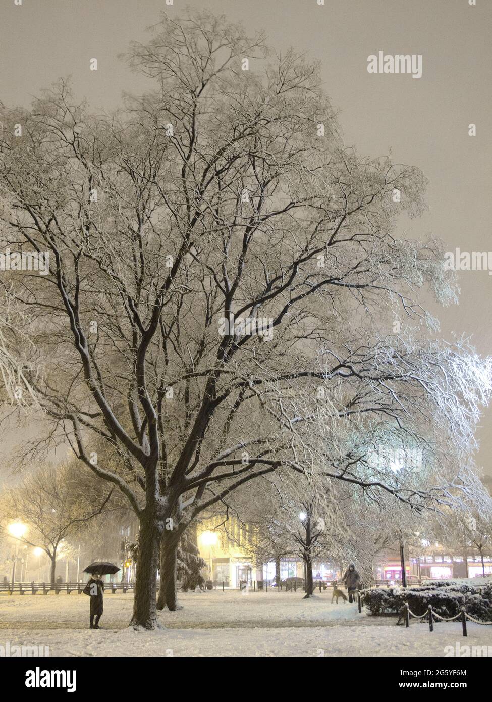 Arbre recouvert de neige Banque de photographies et d’images à haute ...