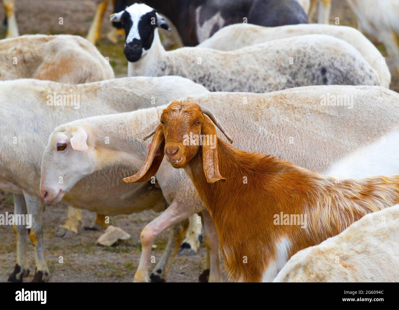 Promenade de chèvres dans le village, la reproduction des animaux ...