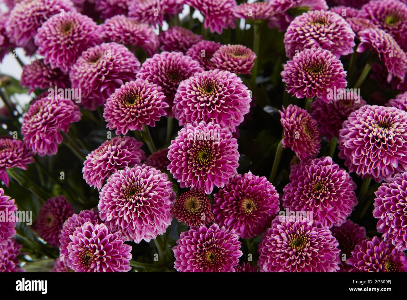 Chrysanthemum santini Banque de photographies et d’images à haute ...