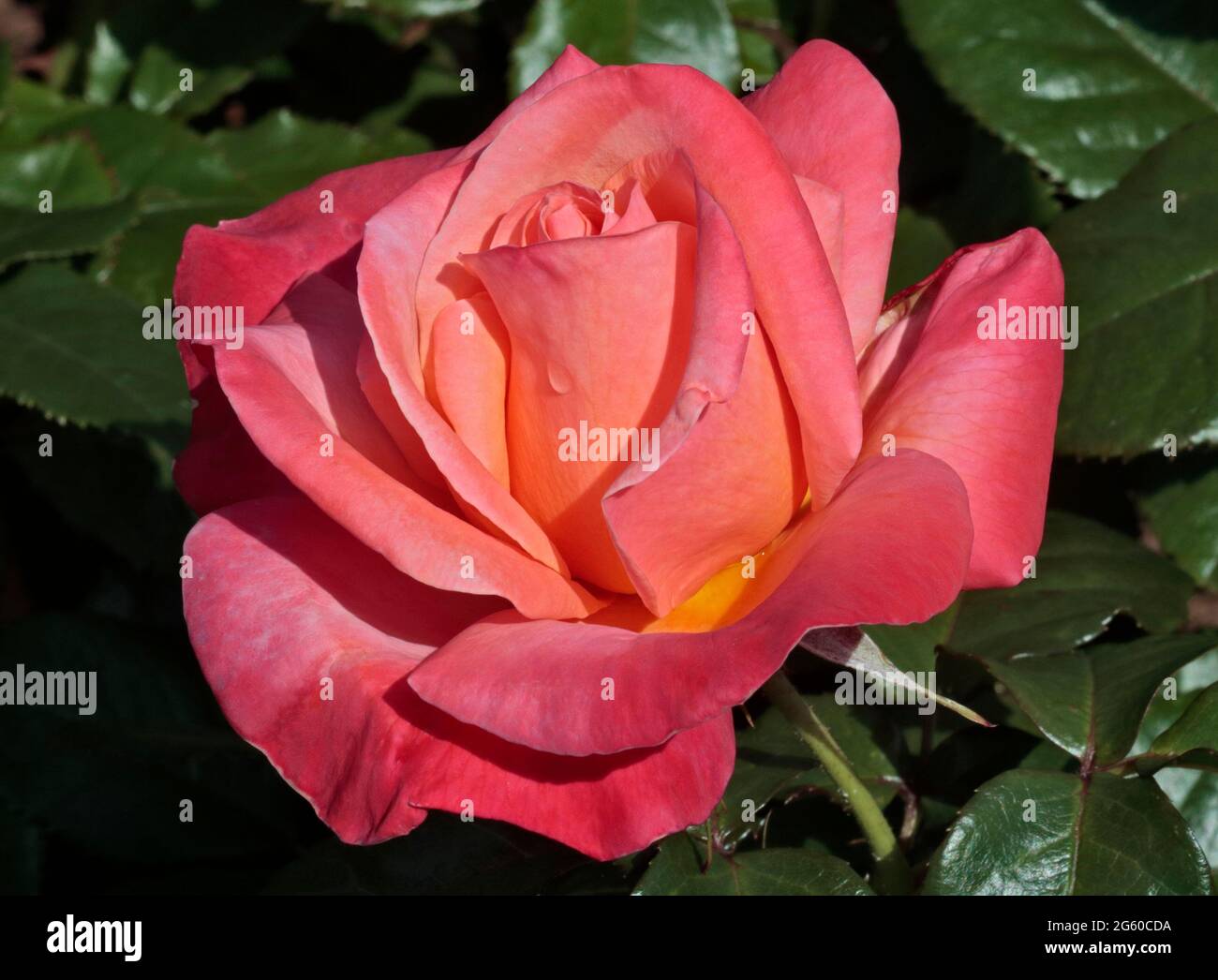 Rose double hybride Banque de photographies et d’images à haute ...