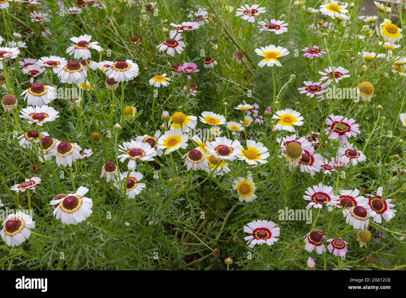 Fleur de cocarde Banque de photographies et d’images à haute résolution ...