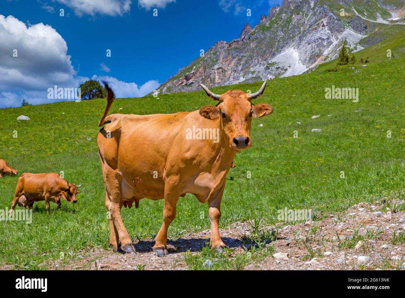 Vache tarentaise Banque de photographies et d’images à haute résolution ...