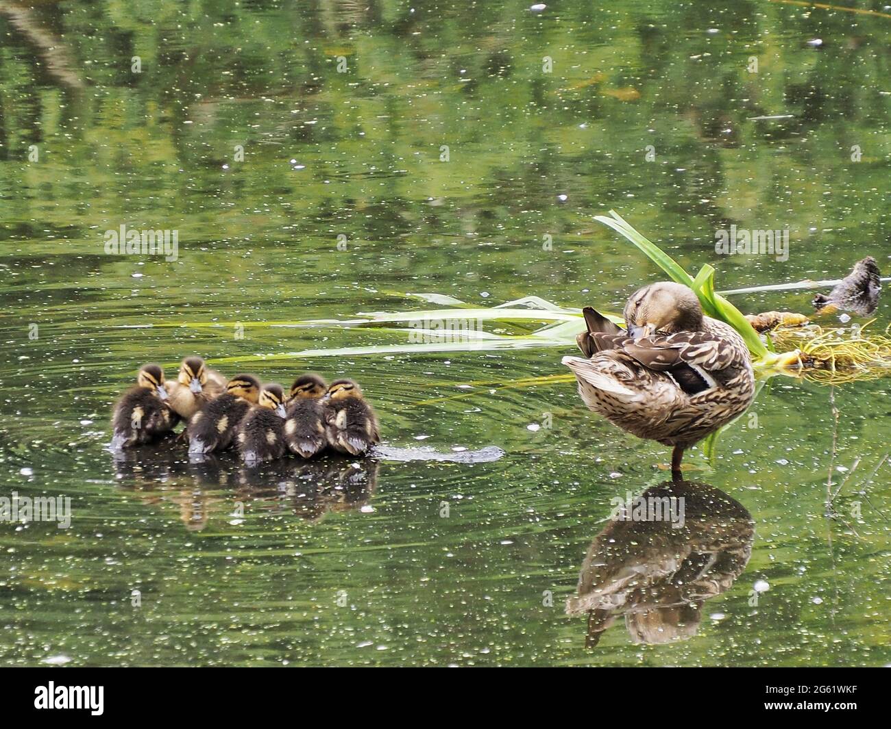Six canetons Banque de photographies et d’images à haute résolution - Alamy