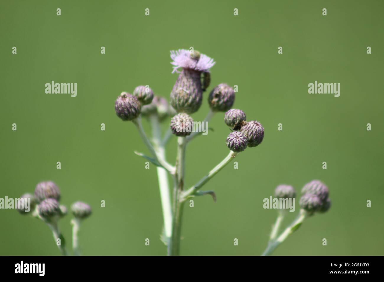Tige rampante Banque de photographies et d’images à haute résolution ...