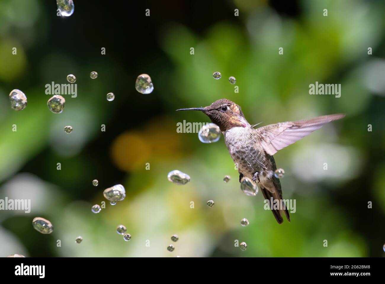 Colibri de californie Banque de photographies et d’images à haute ...