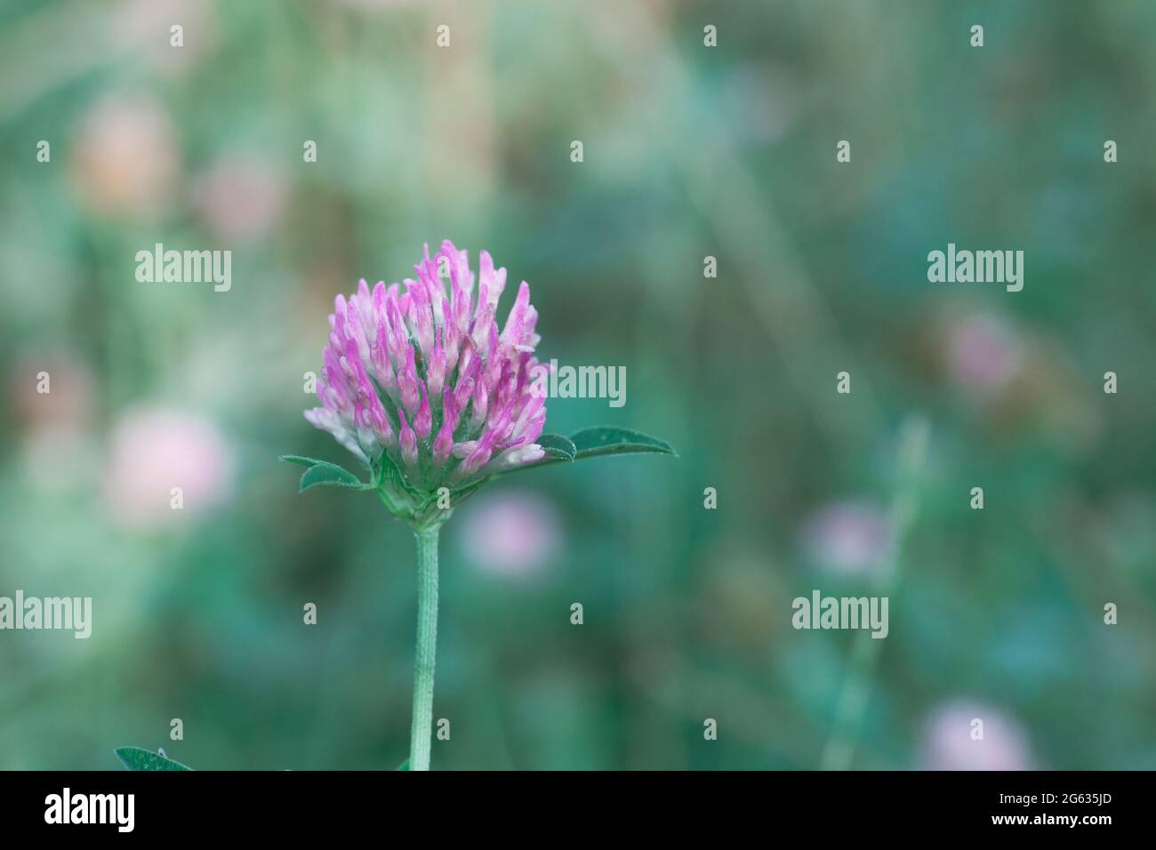 La fleur de trèfle rose dans les gouttes de rosée pousse dans le champ ...