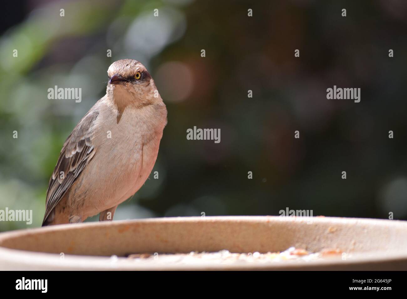 Sabia do campo Banque de photographies et d’images à haute résolution ...