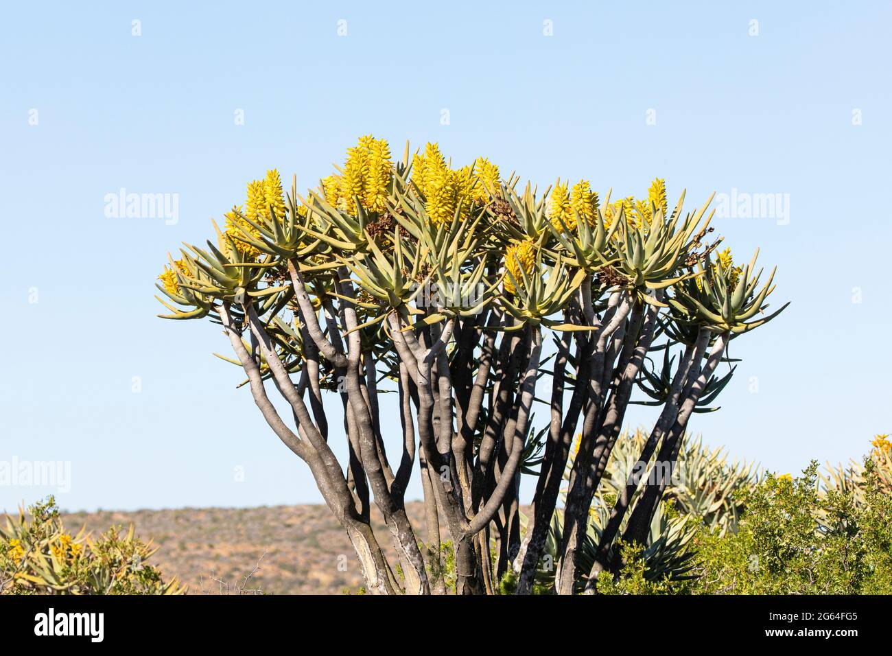 Dichotomum d'Aloidendron (dichotoma d'Aloe, arbre de quiver, Kopurboom ...