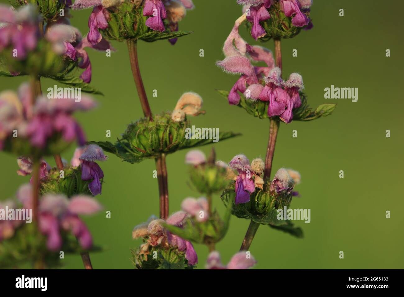 Feuille de sauge rose Banque de photographies et d’images à haute ...