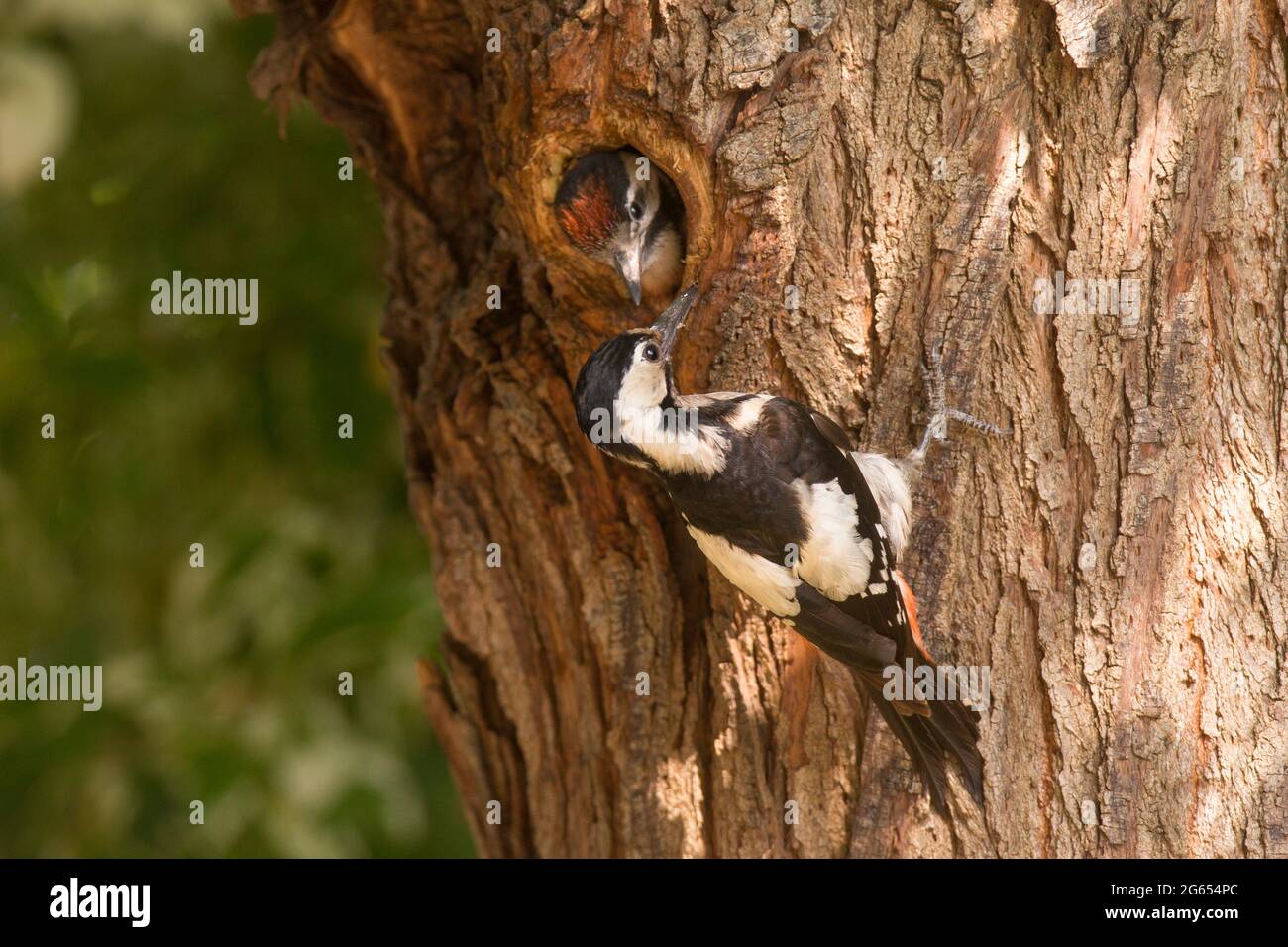 Oiseaux piciformes Banque de photographies et d’images à haute résolution - Alamy