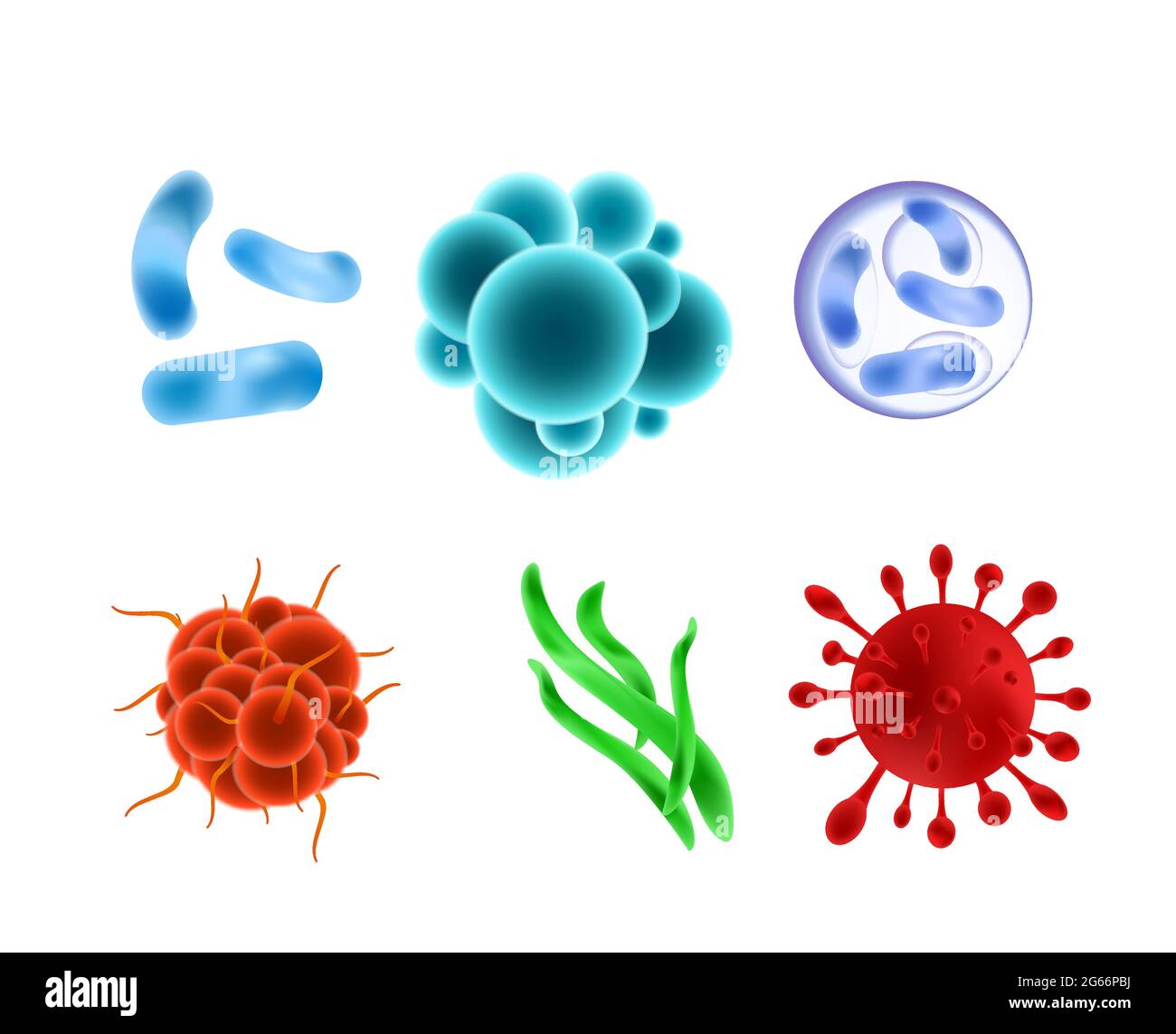 Tipos de bacterias microbiologia Banque de photographies et d’images à ...