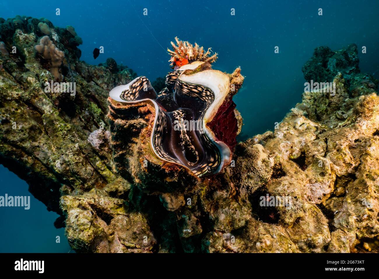 Vie Sous Marine De Plongeur Banque d'image et photos - Alamy