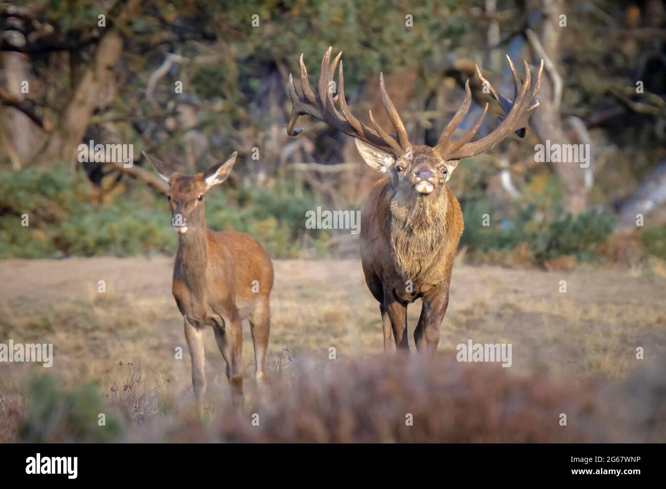 cervus elaphus, un mâle de cerf rouge, se rentriant pendant la saison d ...
