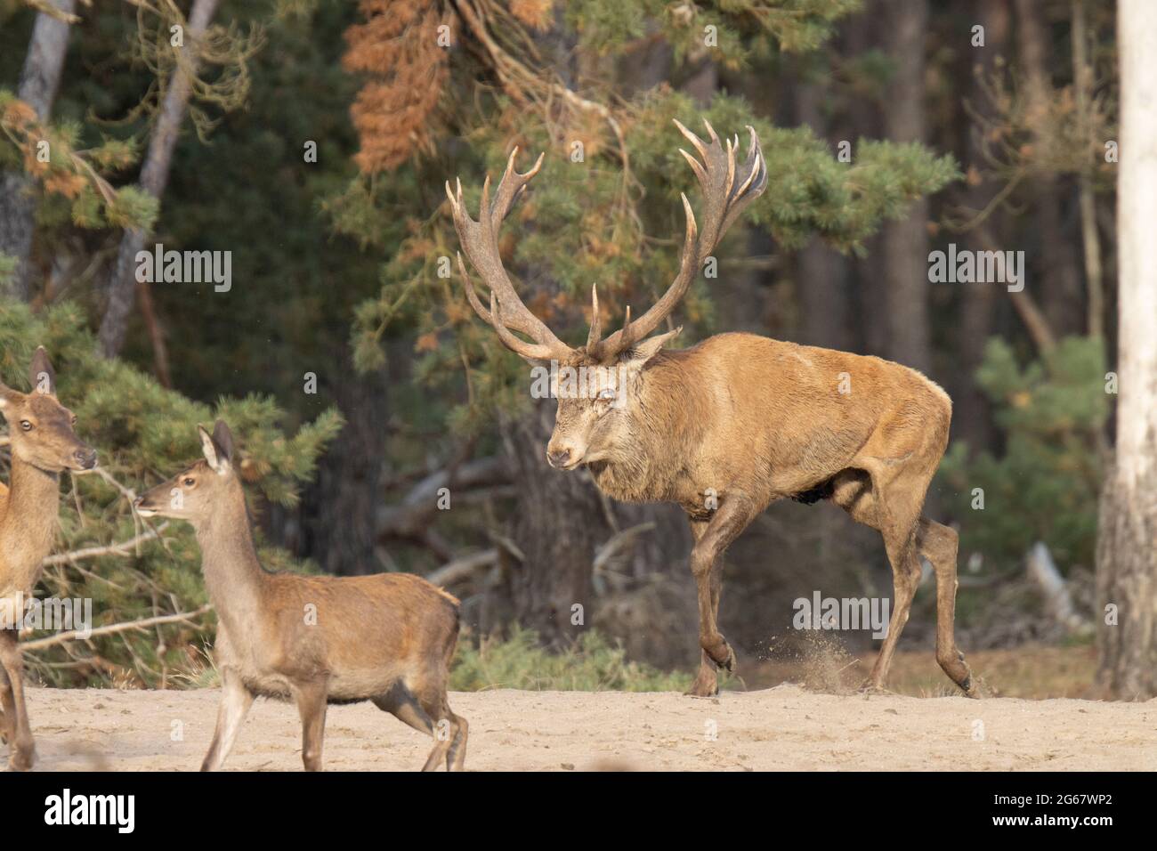 cervus elaphus, un mâle de cerf rouge, se rentriant pendant la saison d ...