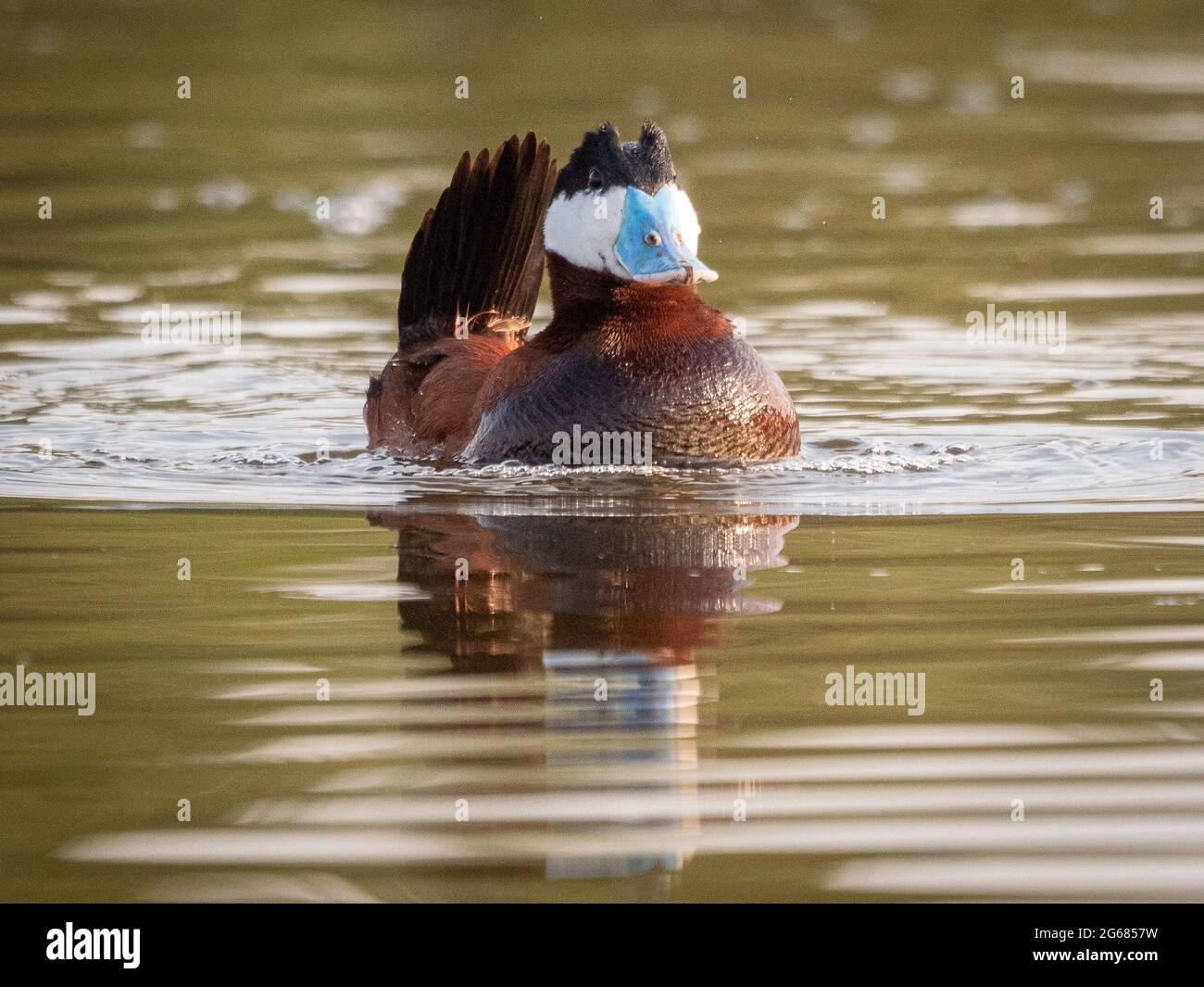 Un canard roux mâle avec un bec bleu étale ses affaires pendant un ...