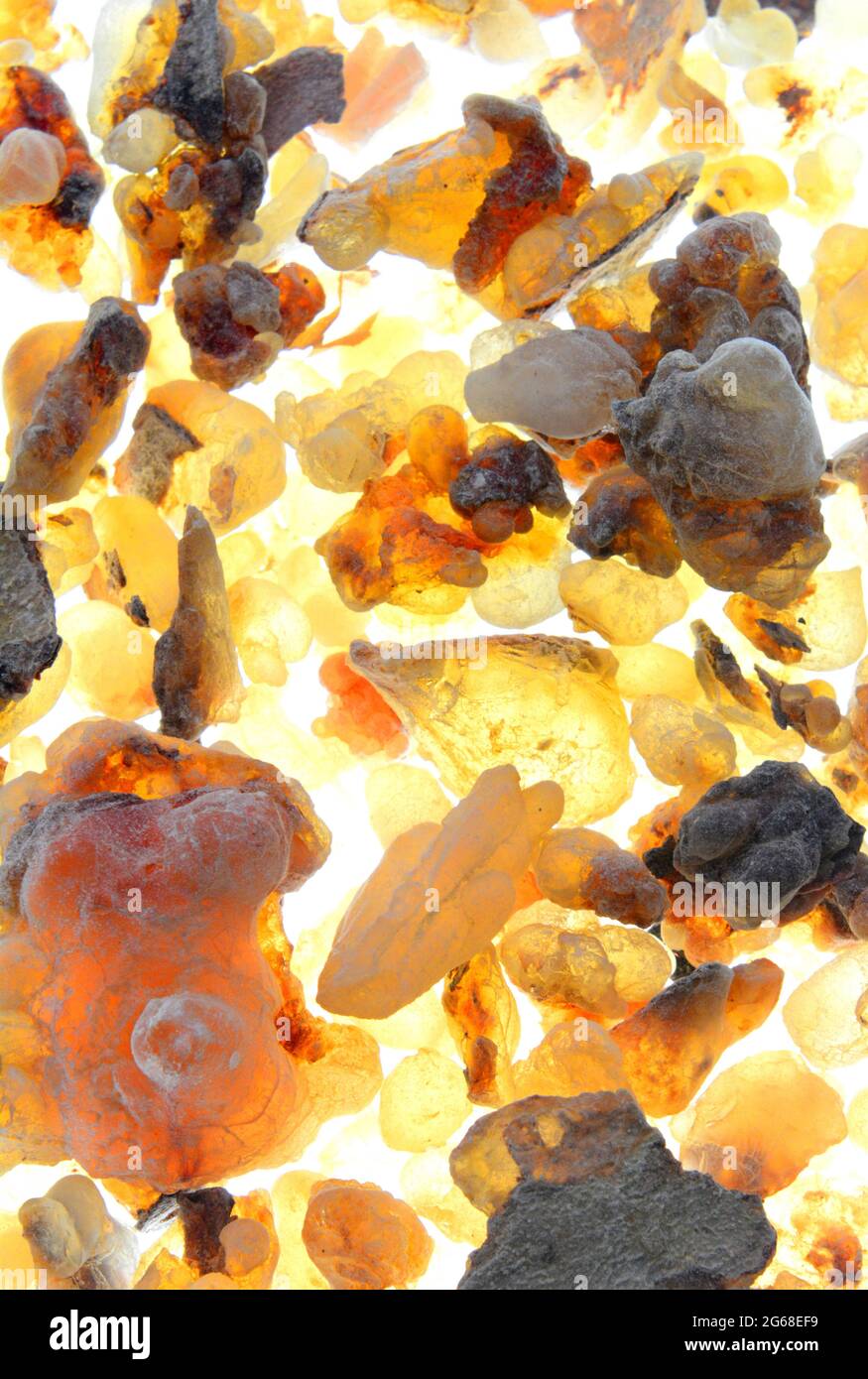 Incense harvest oman Banque de photographies et d’images à haute ...