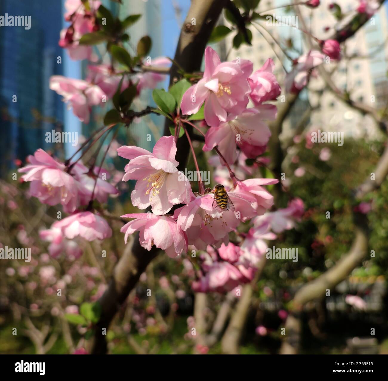 Malus spectabilis Banque de photographies et d’images à haute ...