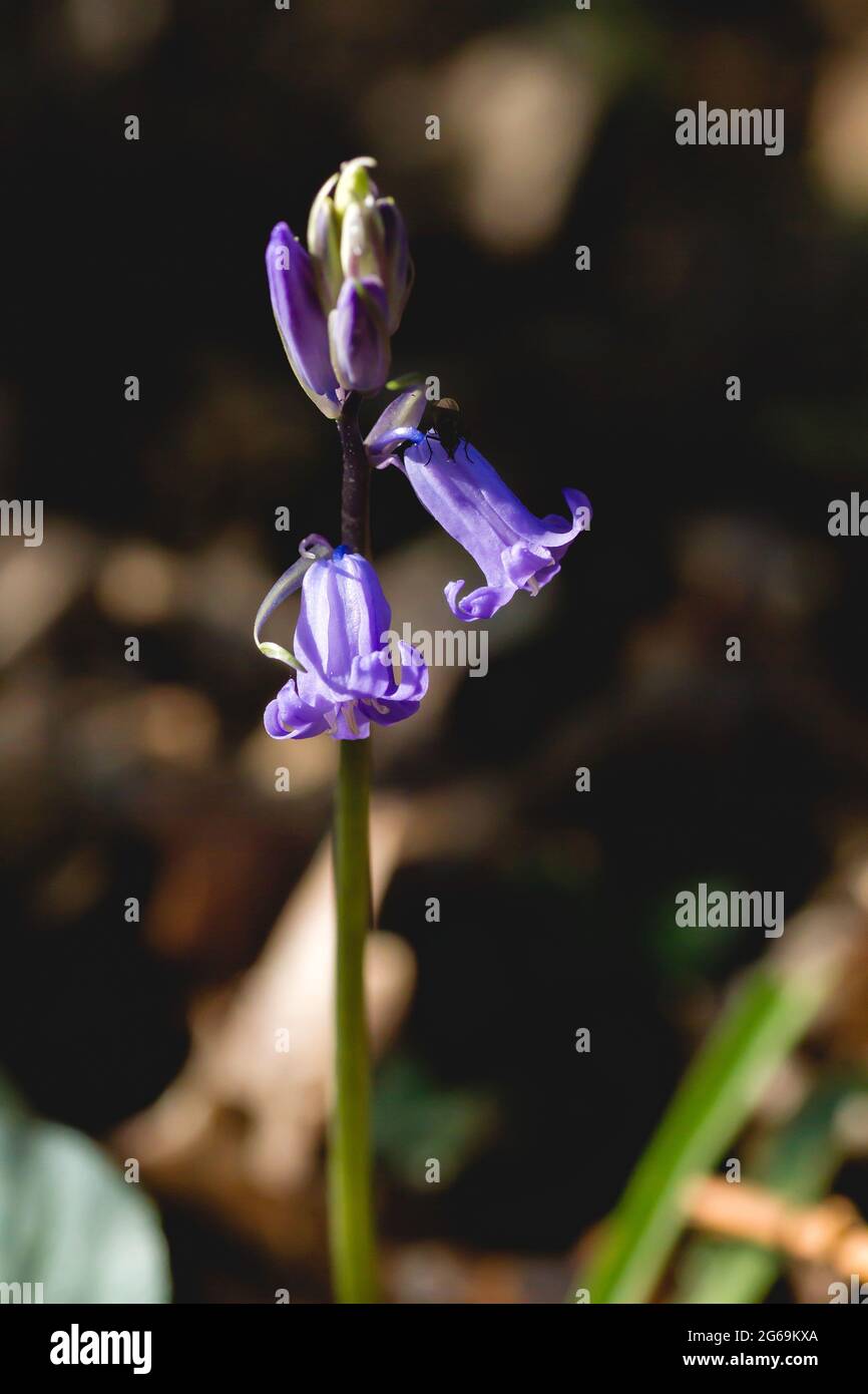 Hyacinthus non scripta Banque de photographies et d’images à haute ...