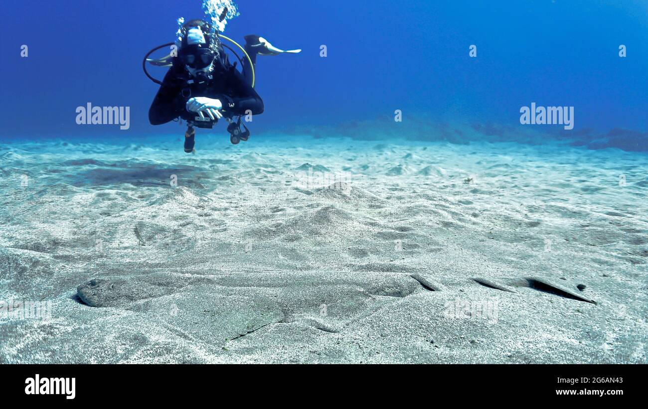 Requin ange Banque de photographies et d’images à haute résolution - Alamy