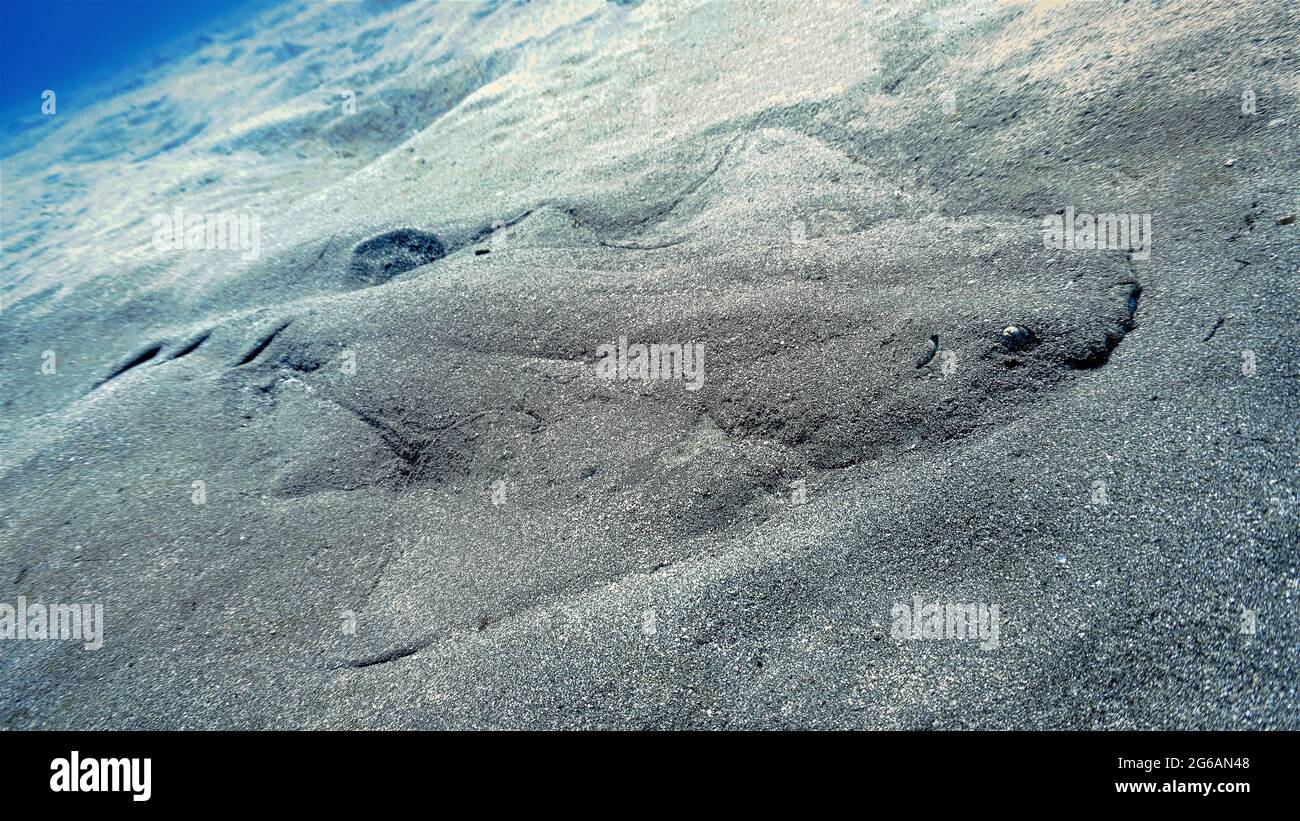 Requin ange Banque de photographies et d’images à haute résolution - Alamy