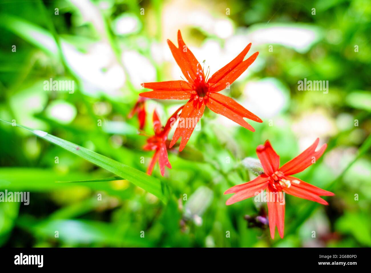 Fleurs sauvages rose vif Banque de photographies et d’images à haute ...