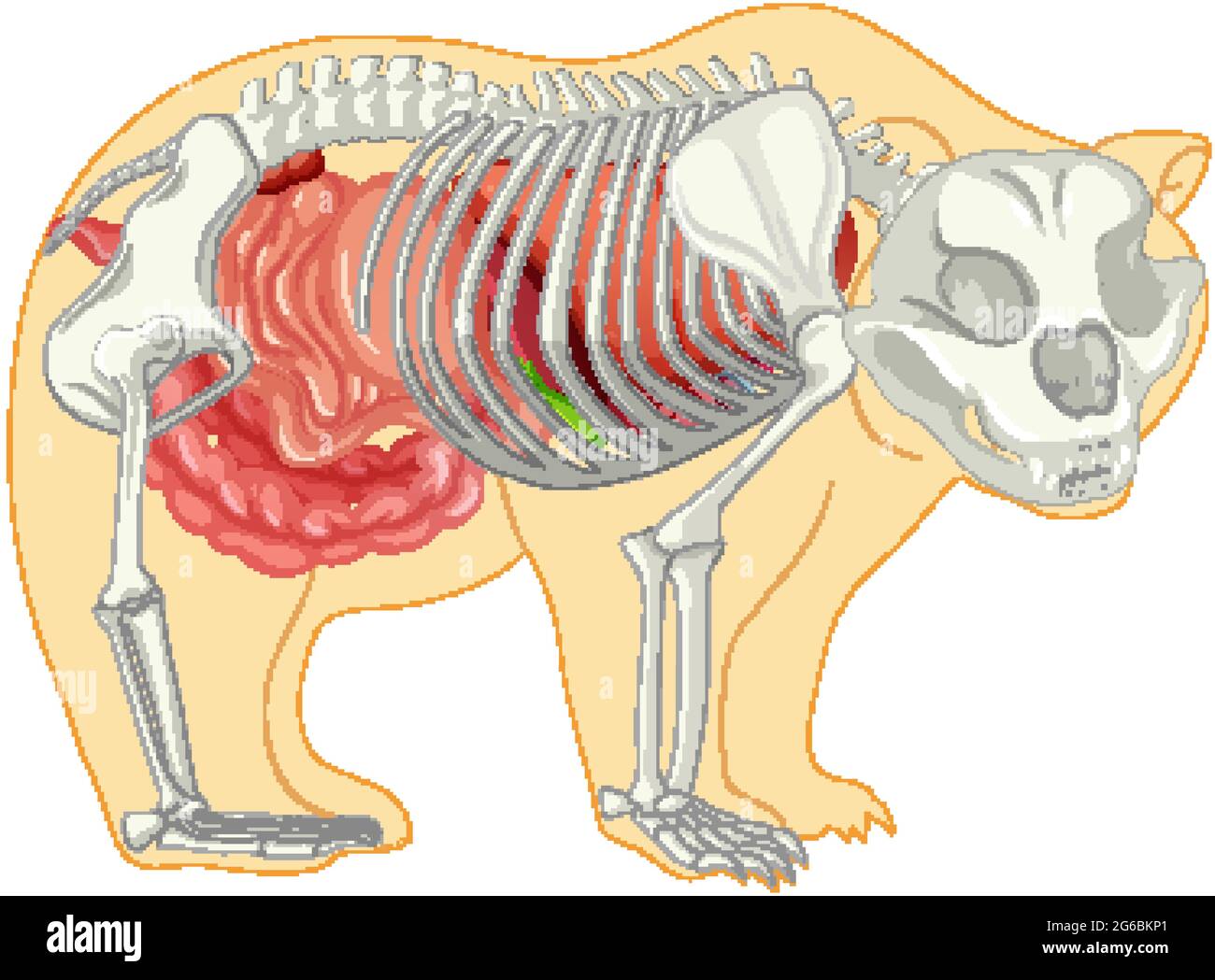 Anatomia de los animales domesticos Banque d'images vectorielles - Alamy