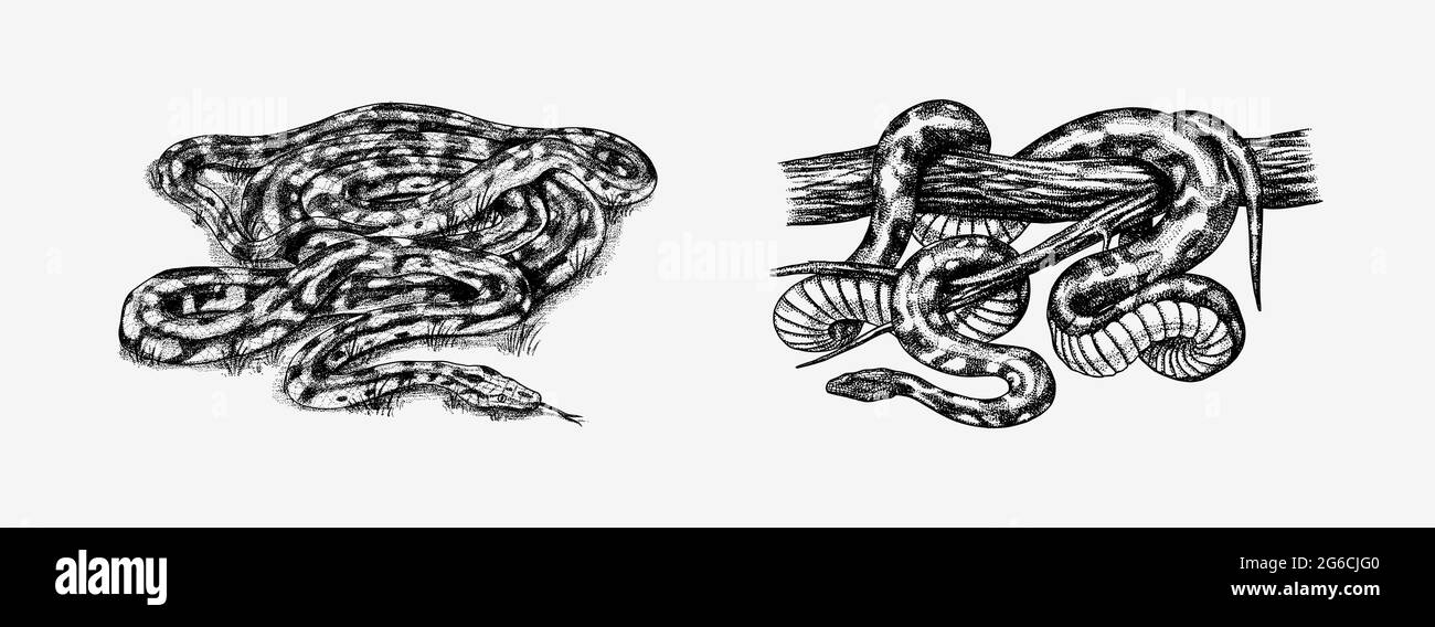 Pythonidae ou python. Boinae ou boas ou boïdes. Illustration du serpent ...