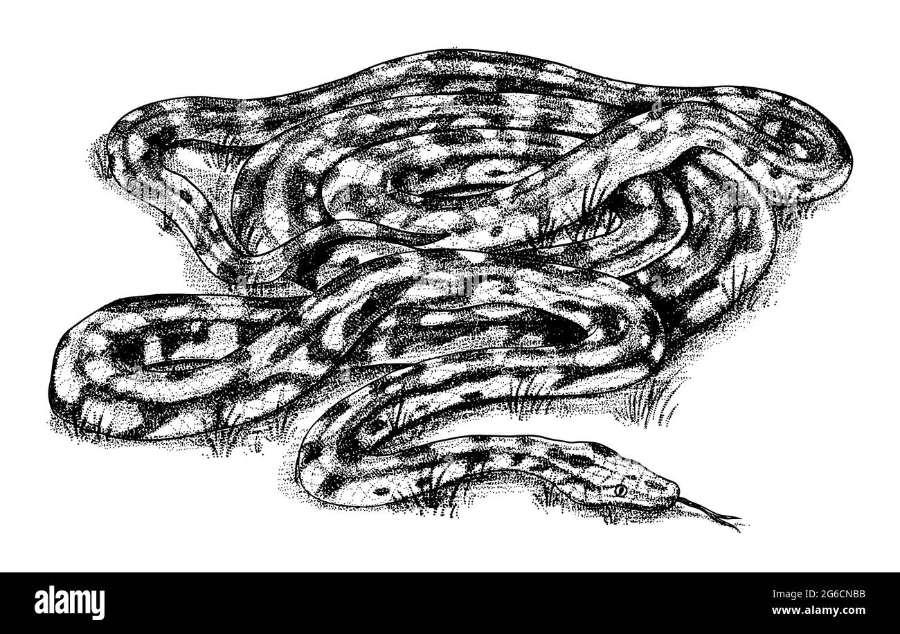Pythonidae ou python. Boinae ou boas ou boïdes. Illustration du serpent ...