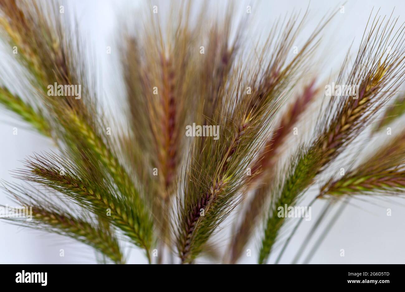 Orge barbu Banque de photographies et d’images à haute résolution - Alamy